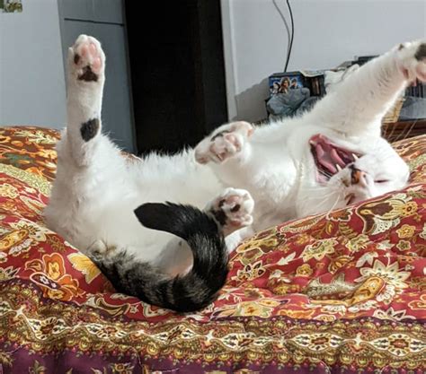 Crazy Beans R Jellybeantoes