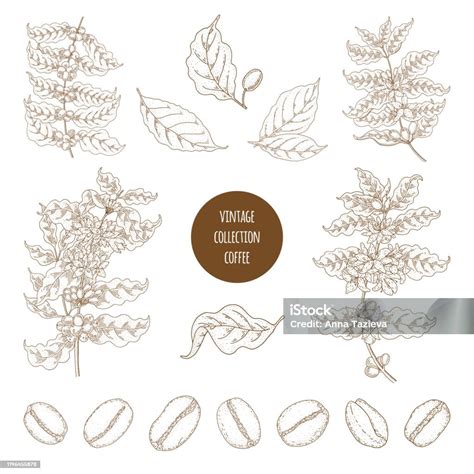 커피 세트입니다 빈티지 식물학 벡터 손으로 그린 그림 흰색 배경에 격리 스케치 스타일입니다 개체 그룹에 대한 스톡 벡터 아트 및 기타 이미지 Istock