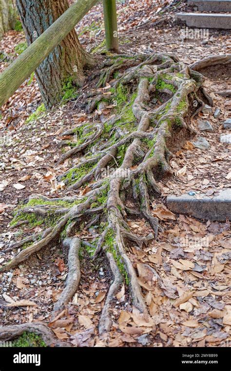 Exposed Tree Roots With Moss Growing Down The Steps Of A Trail In The Forest With The Tree