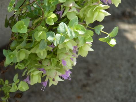 肯特奧勒岡 白桕花園 udn部落格