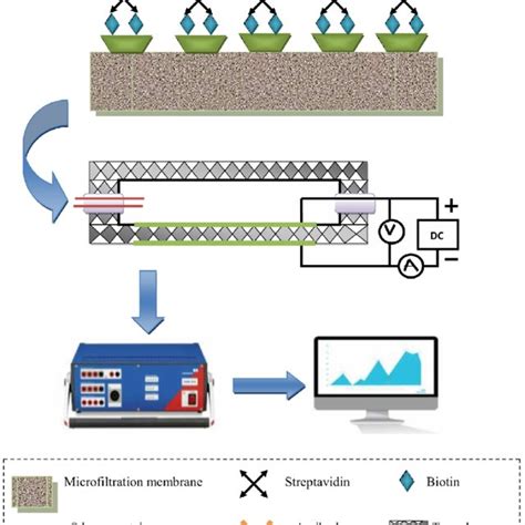 Basic Components Of Biosensor Including Diverse Samples Bio Receptors