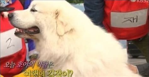 대박 푸들 지능 세계 2위 래브라도 리트리버 성격