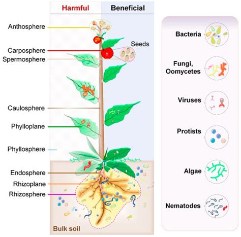 Exploration Of Plant Microbe Interactions For Sustainable Agriculture