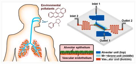 【器官芯片】基于肺泡芯片研究环境污染物引起的肺部炎症和损伤 知乎
