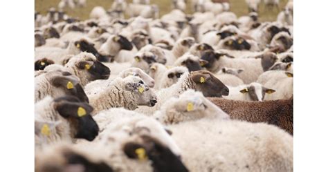 БАБХ изпрати проба за чума по овцете във Велинград на евролабораторията в Монпелие