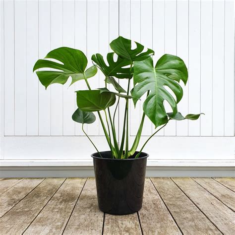 Monstera Deliciosa Cool Indoor Plant Plantandpot Nz