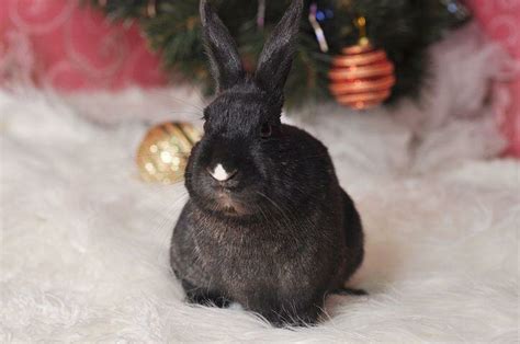 Не вздумайте покупать Три блюда которые нельзя ставить на стол в Новый год кролика 2023