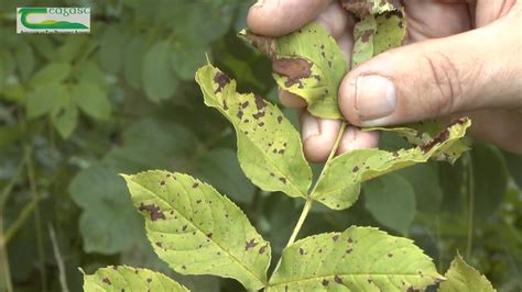 Common Tree Diseases Life Evolves Get The Latest News Here