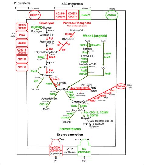 Sugar Transport And Metabolism In Biofilms Compared To Planktonic
