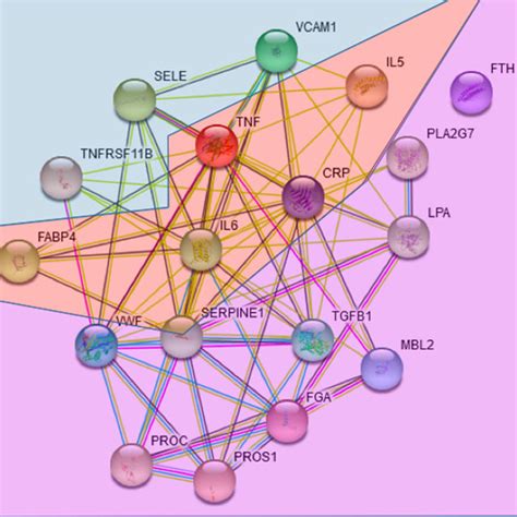 String Network Of The Proteins In Table 1 The Three Adhesion Related