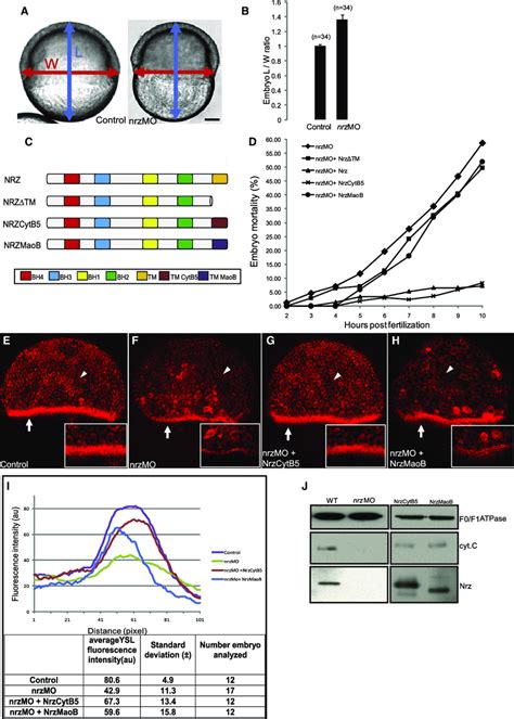 Effect Of Nrz Knockdown And Nrz Subcellular Localization On Epiboly And Download Scientific