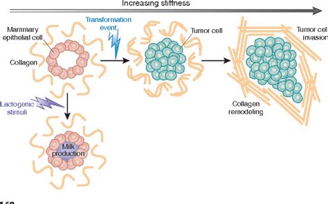 Figure 1 From Remodeling And Homeostasis Of The Extracellular Matrix Implications For Fibrotic