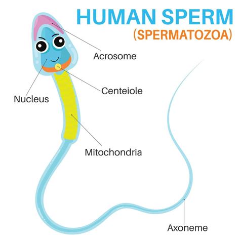 Sperm Cell