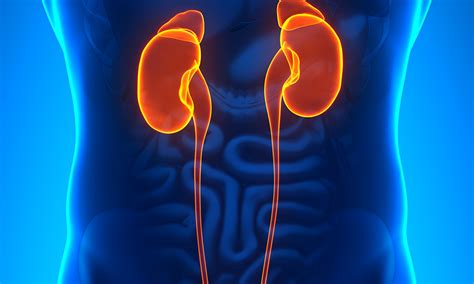 Dmsa Scan Patient Information Leaflet Nuclear Medicine Blog