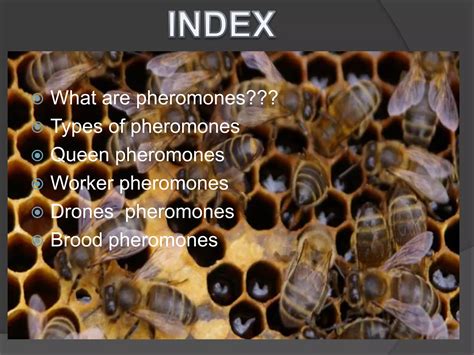 Honey Bee Pheromones Pptx