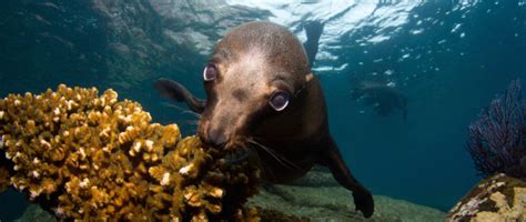Cabo San Lucas Scuba Diving Tours Cabo
