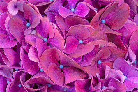 Pimk Bilder Stock Fotos And Videos Adobe Stock