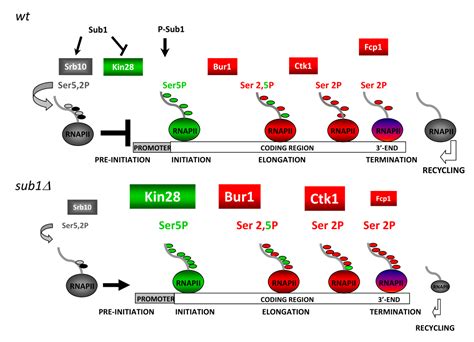 Rna Polymerase Ii Phosphorylation And Gene Expression Regulation Intechopen