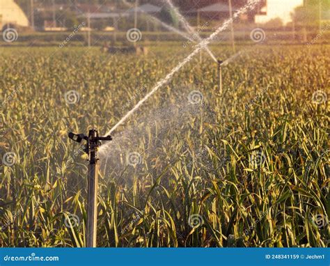 Irrigation System In Ecological Seedling Agricultural Plants Stock Image Image Of Crop Shower