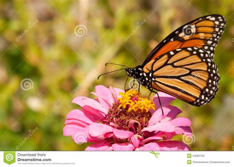 Migrating Monarch Butterfly Stock Image Image Of Leaves Butterfly