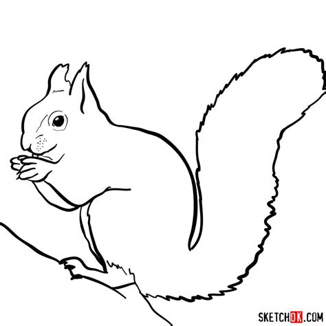 Easy Squirrel Drawings How To Draw A Squirrel In Easy Way Njhw