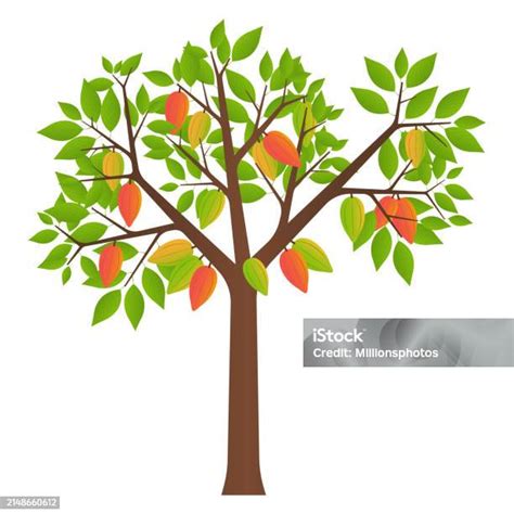 Cocoa Tree With Cocoa Fruits Stock Illustration Download Image Now Art Bean Border Frame