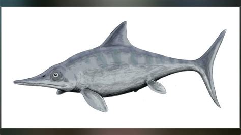 Acamptonectes Youtube