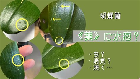 2023年4月6日 胡蝶蘭の葉 小さい水ぶくれが出来る 菌虫 悪さはしないらしい 私の持ち株にはシミのような症状が出ている 花が