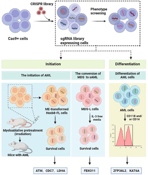Strategies For Crispr Screens Of Aml Initiation And Differentiation