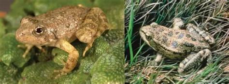 Reproductive Isolation Definition Reasons Forms Of Reproductive Isolation Examples