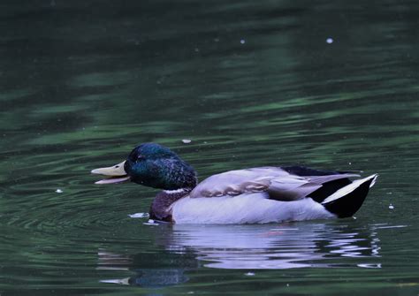 マガモ 2022 10 20 日本の野鳥識別図鑑