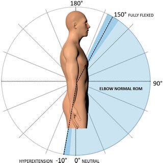 Representation Of The Normal Range Of Motion Of Elbow Joint Download