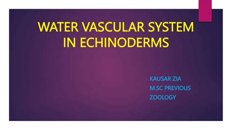 Water Vascular System In Echinoderms By Kausar Zia M Sc I Year Pptx