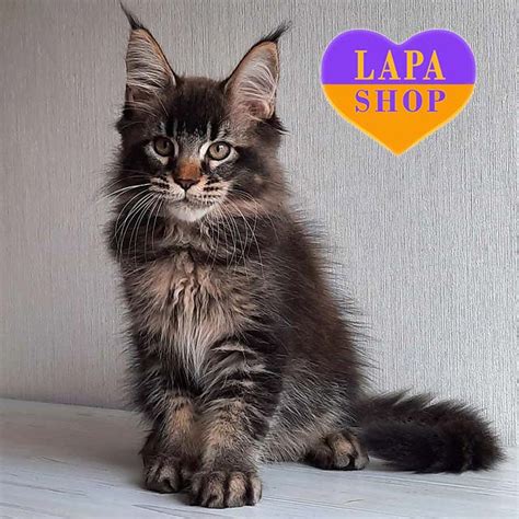 Миле кошеня породи мейн-кун Річард — ваш майбутній улюбленець | Lapa.shop