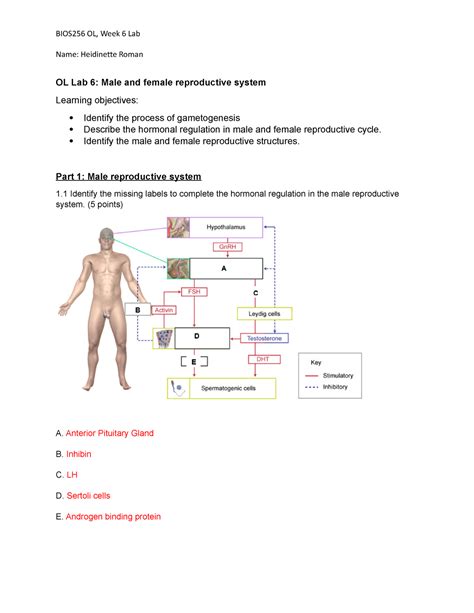 BIOS256 Lab WEEK 6 Week 6 Lab Name Heidinette Roman OL Lab 6 Male And Female Reproductive