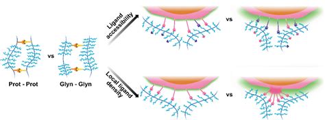 Illustration Of Mucin Glycan Interacting With Cell Surface Receptors
