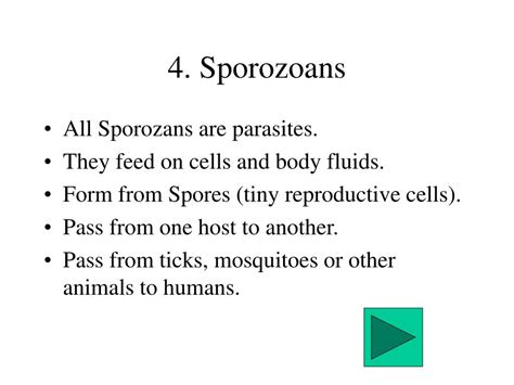 Ppt Kingdom Protista Powerpoint Presentation Free Download Id3430023