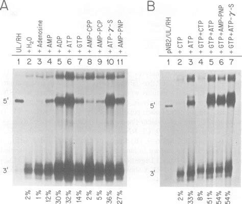 Nucleotide Requirements Of Internal U Incorporation Activity A And B Download Scientific
