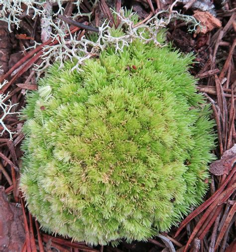 CNABH Portal Image Details: #1741407