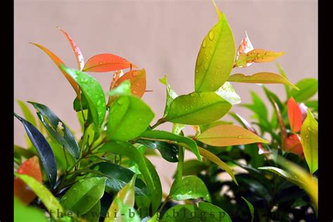 သက္ေဝ အိပ္မက္ပိုင္ရွင္ သူ