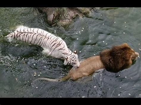 Jungle Showdown A White Tiger Vs A Male Lion