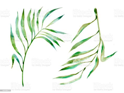 열대 잎의 집합입니다 정글 식물 수채화 삽화 꽃 요소 야자 잎 고사리 등 손으로 그린 수채화 세트 Anthurium 녹색 잎과 가정 식물 0명에 대한 스톡 벡터 아트 및