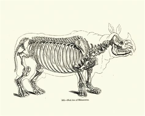 Rhino Skeleton Structure