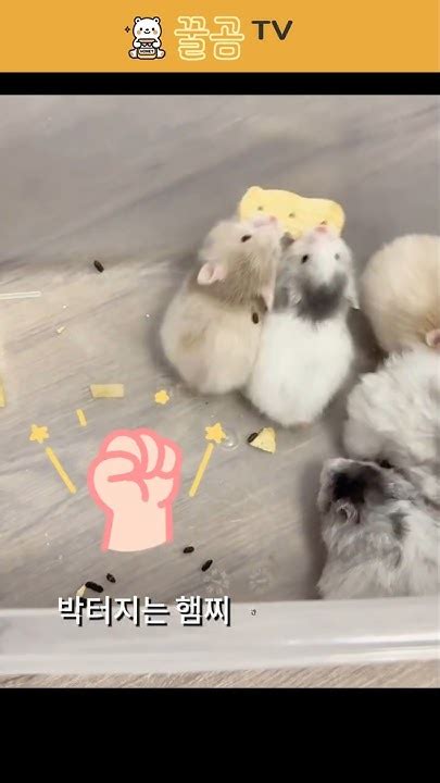햄스터 먹이 싸움 어쩜 이렇게 인간적이냐고 Youtube