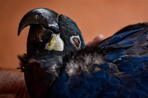 Manusia Mendorong Setengah Dari Spesies Hewan Dunia Menuju Penurunan Belajar