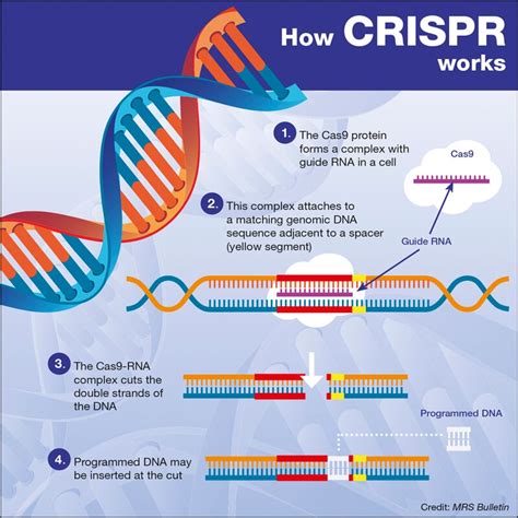 Gene Editing What Is Crispr Cas9 Clear Ias