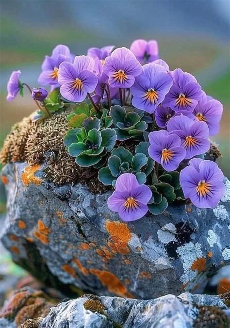 Sowmya Rajamahanthi On Linkedin Resilience Natureinspires Growthmindset