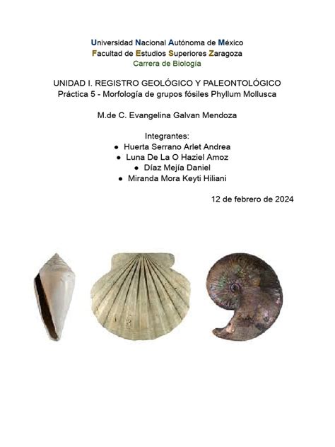Informe Phyllum Mollusca Pdf Fósil Caliza