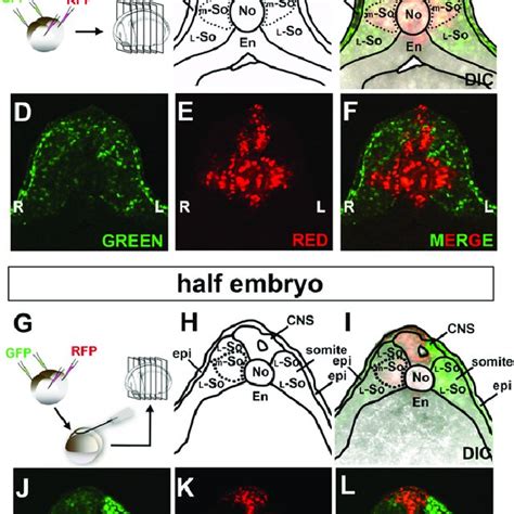 Fate Of Dorsal And Ventral Cells Marked At The Four Cell Embryos Download Scientific Diagram