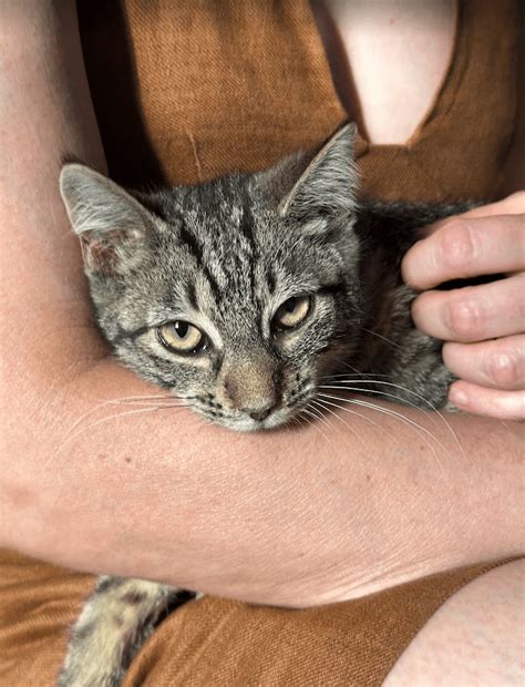 Cuddly Astoria Cat Rescue
